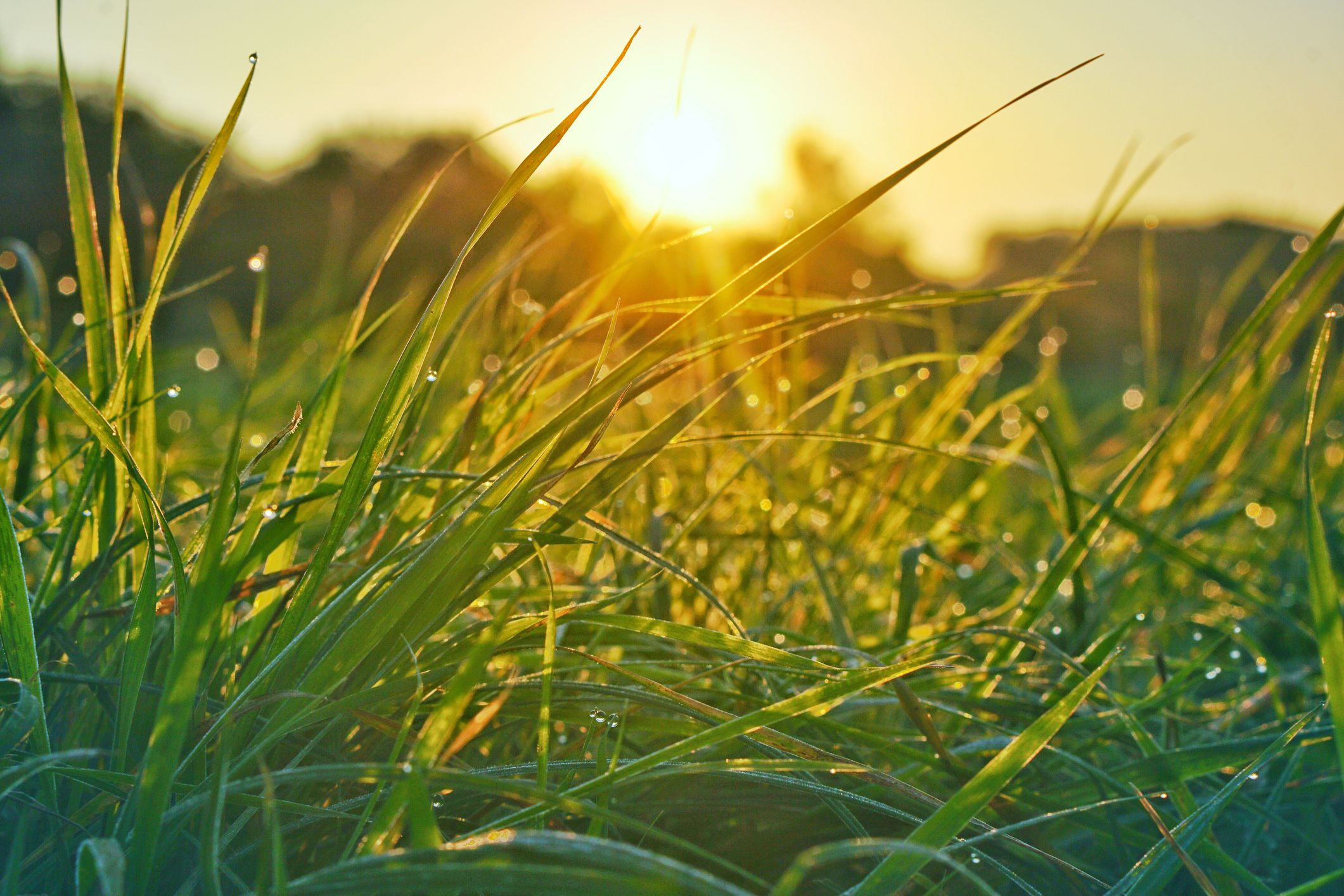 The More You Know: Grass Types – Heyday Home Landscaping