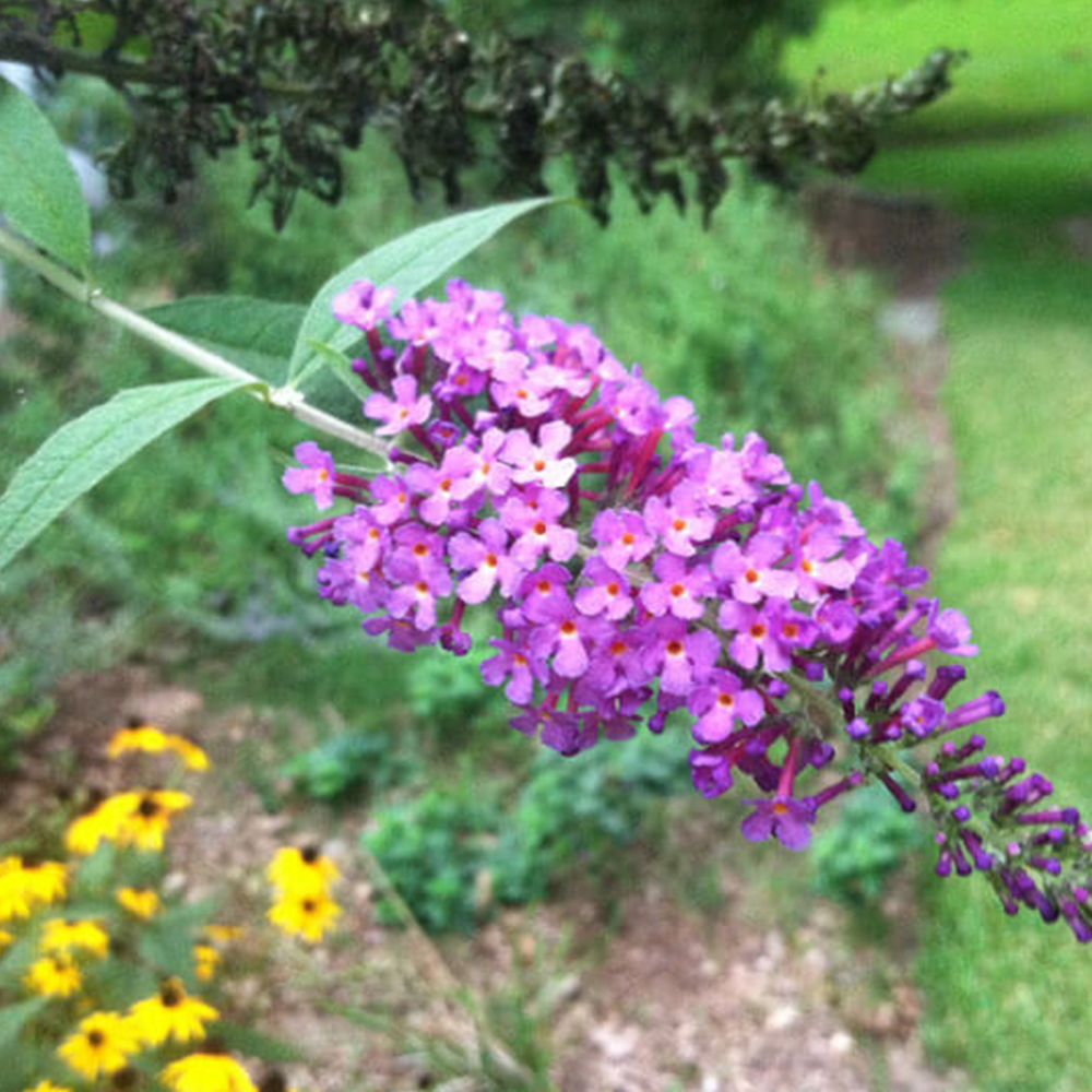 Butterfly Bush (Buddleja spp.) | Hynek Landscapes - Vibrant Garden ...