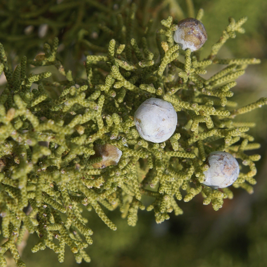 Juniper (Juniperus spp.) – Heyday Home Landscaping